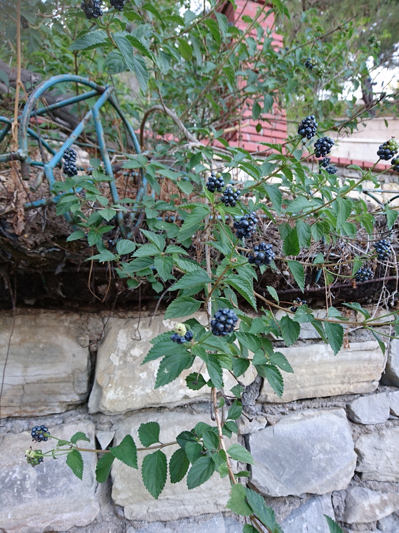 Türgi blogi. Õied ja marjad | Muhkel.ee